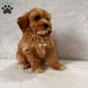 Amos & Emma King - Greenfield Puppies