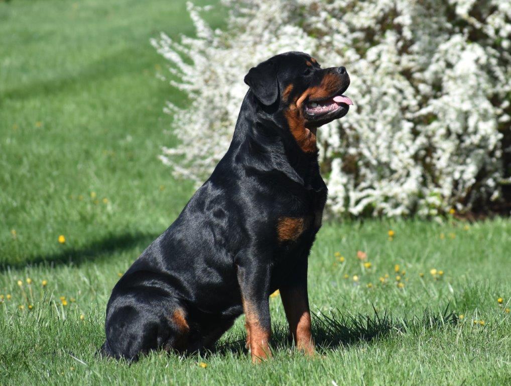 Sharp Ridge Rottweilers - Greenfield Puppies