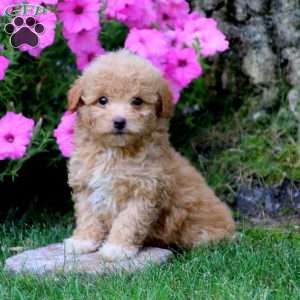 Pomapoo Puppies For Sale | Greenfield Puppies