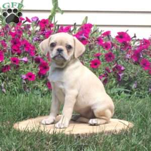 Pug Mix Puppies For Sale | Greenfield Puppies
