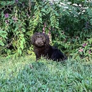 Newfypoo Puppies for Sale | Greenfield Puppies