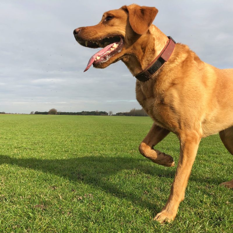 Why is My Dog Limping? - Greenfield Puppies