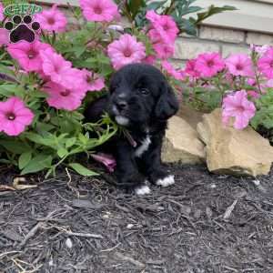 Arlin Yoder - Greenfield Puppies