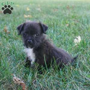 Jack-A-Poo Puppies For Sale - Greenfield Puppies