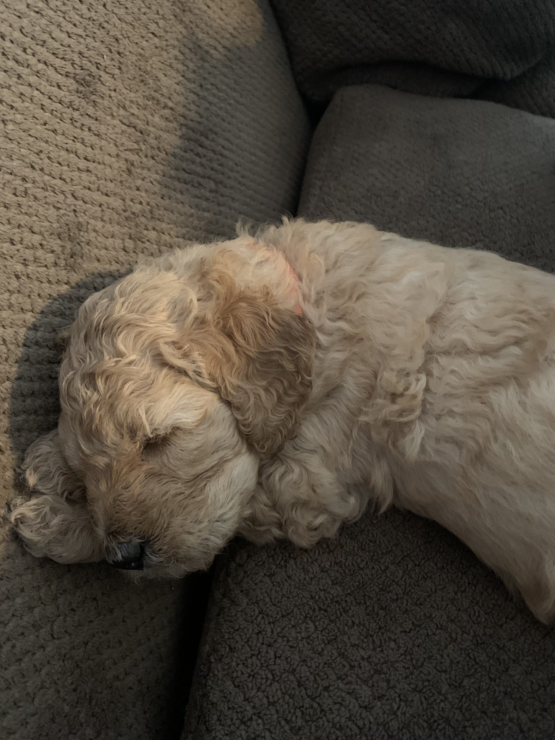 Kaare Mangin - Greenfield Puppies
