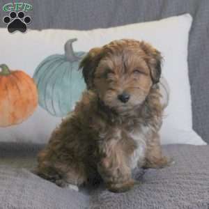 Jack-A-Poo Puppies For Sale - Greenfield Puppies