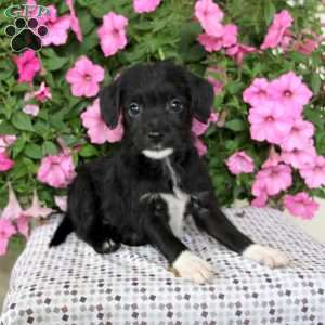 Jack-A-Poo Puppies For Sale - Greenfield Puppies
