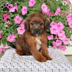 Jack-A-Poo Puppies For Sale - Greenfield Puppies