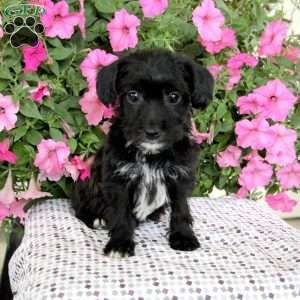 Jack-A-Poo Puppies For Sale - Greenfield Puppies