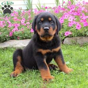 Elam Lapp - Greenfield Puppies