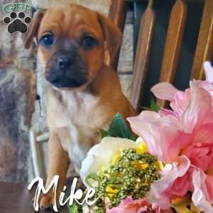 Pug Mix Puppies For Sale | Greenfield Puppies