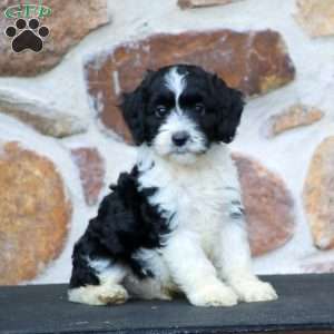 Springerdoodle Puppies for Sale | Greenfield Puppies