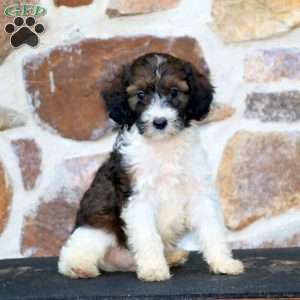 Springerdoodle Puppies for Sale | Greenfield Puppies