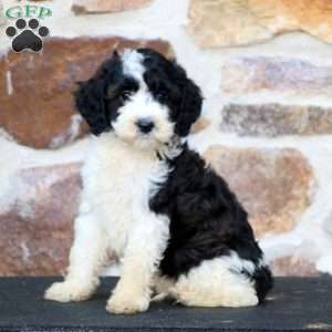 Springerdoodle Puppies for Sale | Greenfield Puppies