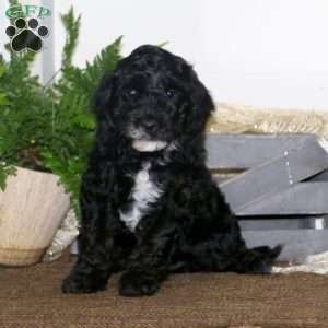 Springerdoodle Puppies for Sale | Greenfield Puppies