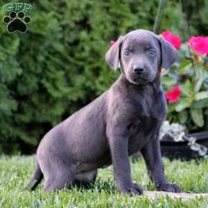 Charcoal Labrador Retriever Puppies for Sale | Greenfield Puppies