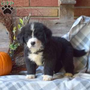 Labernese Puppies For Sale - Greenfield Puppies