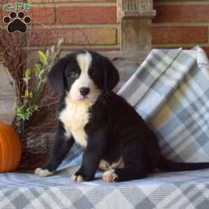 Labernese Puppies For Sale - Greenfield Puppies
