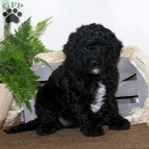 Springerdoodle Puppies for Sale | Greenfield Puppies