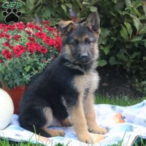 Linda Lapp - Greenfield Puppies