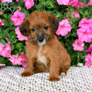 Jack-A-Poo Puppies For Sale - Greenfield Puppies