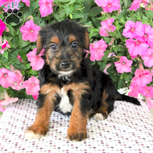 Jack-A-Poo Puppies For Sale - Greenfield Puppies