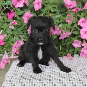 Jack-A-Poo Puppies For Sale - Greenfield Puppies