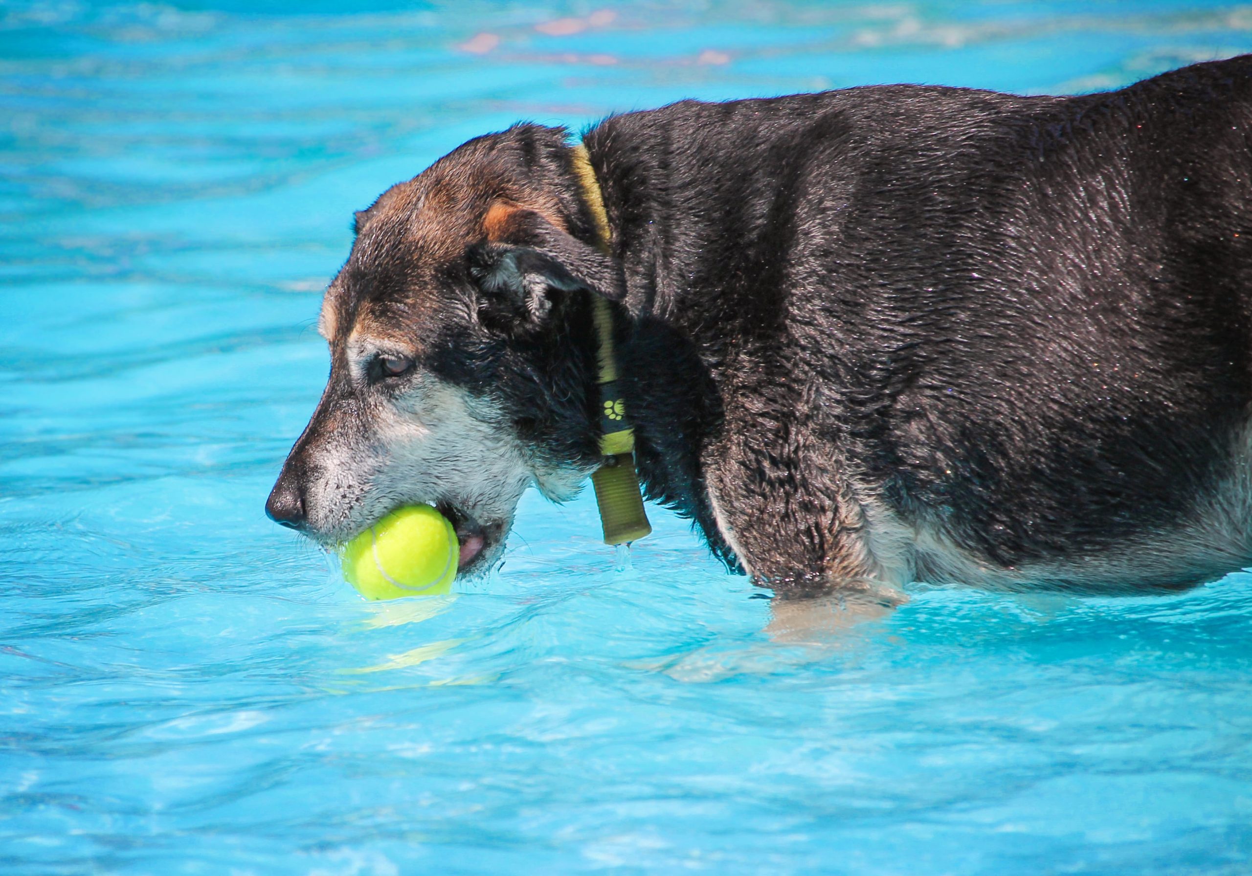 5 Great Activities for Senior Dogs - Greenfield Puppies