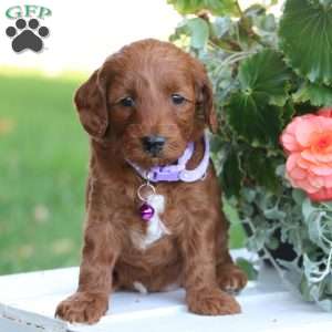 Mini Labradoodle Puppies For Sale | Greenfield Puppies