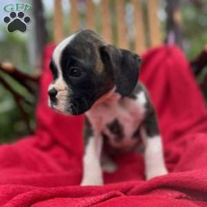 Boxer Puppies For Sale - Greenfield Puppies
