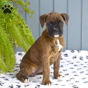 Boxer Puppies For Sale - Greenfield Puppies