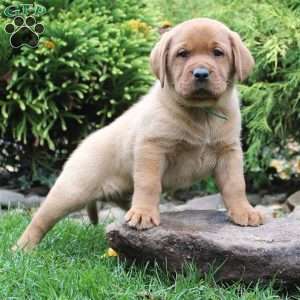 Fox Red Labrador Retriever Puppies for Sale | Greenfield Puppies
