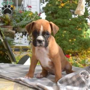 Boxer Puppies For Sale - Greenfield Puppies