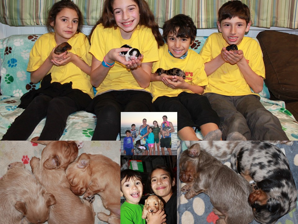 Peter Macchia - Greenfield Puppies