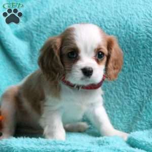 John Beiler - Greenfield Puppies