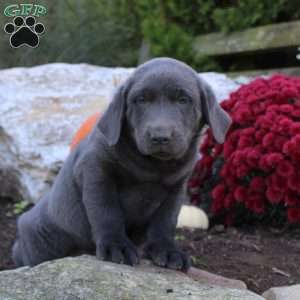 Charcoal Labrador Retriever Puppies for Sale | Greenfield Puppies