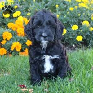 Springerdoodle Puppies for Sale | Greenfield Puppies