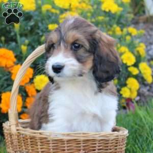 Springerdoodle Puppies for Sale | Greenfield Puppies