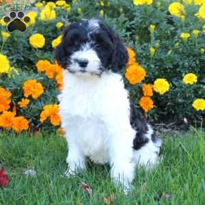 Springerdoodle Puppies for Sale | Greenfield Puppies