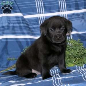 Black Labrador Retriever Puppies For Sale | Greenfield Puppies