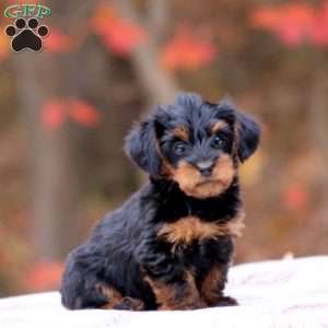 Dorkie Puppies For Sale | Greenfield Puppies