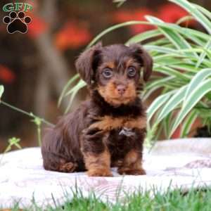 Dorkie Puppies For Sale | Greenfield Puppies