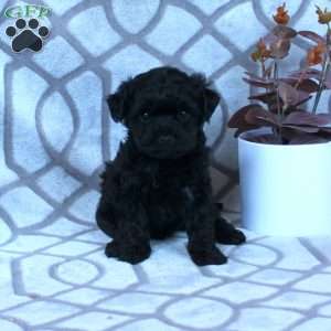Yorkie Mix Puppies For Sale | Greenfield Puppies