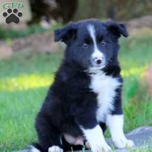 Border Collie Puppies For Sale | Greenfield Puppies