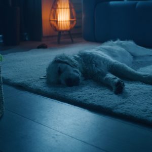 How to Keep Your Dog From Barking at Night - Greenfield Puppies