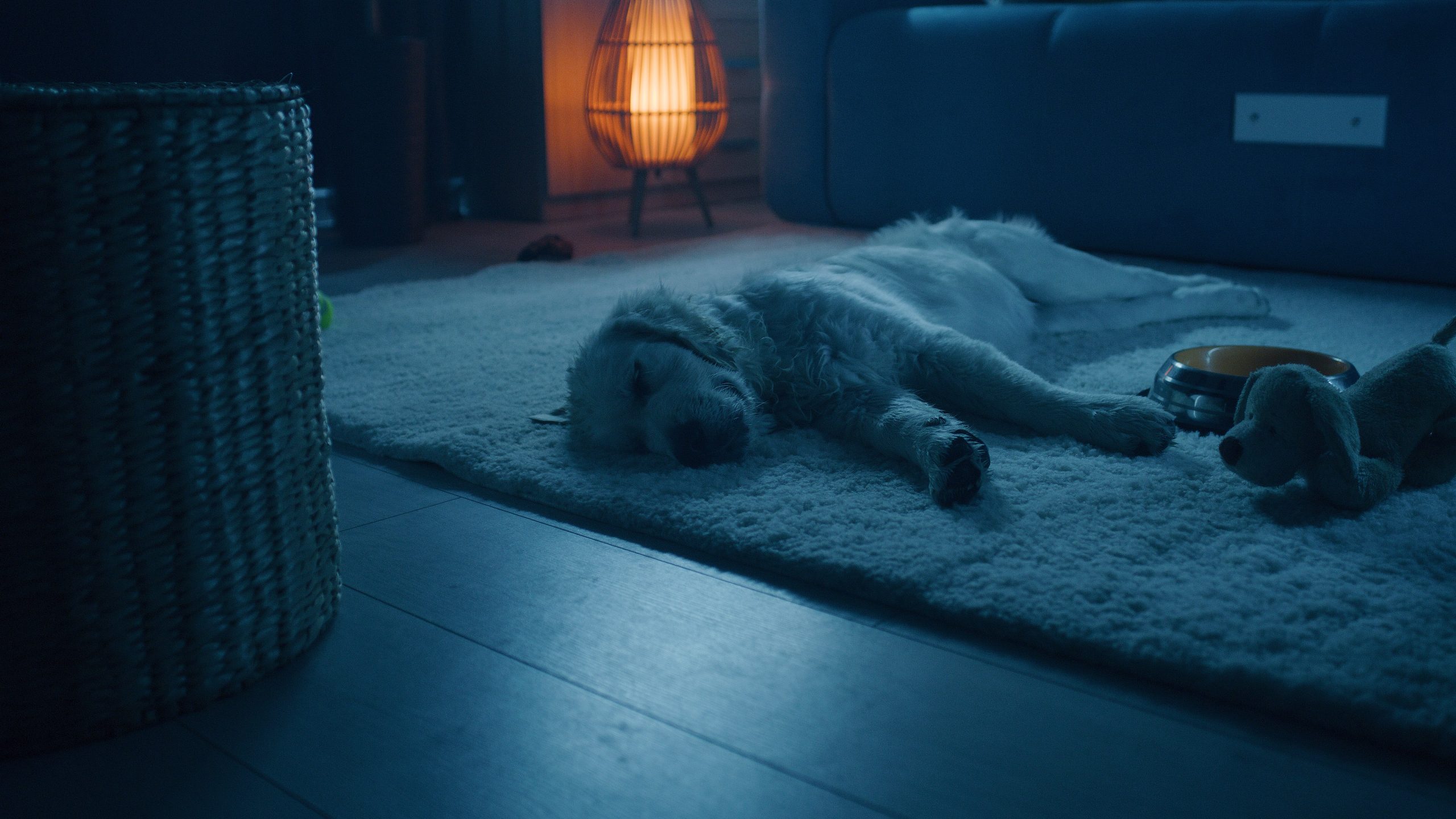 How to Keep Your Dog From Barking at Night - Greenfield Puppies