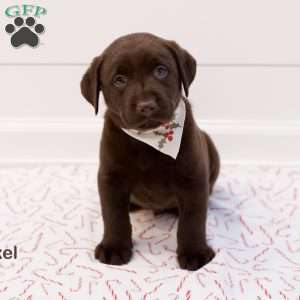 Chocolate Labrador Retriever Puppies For Sale - Greenfield Puppies