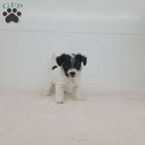 Jack-A-Poo Puppies For Sale - Greenfield Puppies