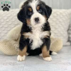 Marty Yoder - Greenfield Puppies