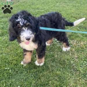 Arlin Beachy - Greenfield Puppies